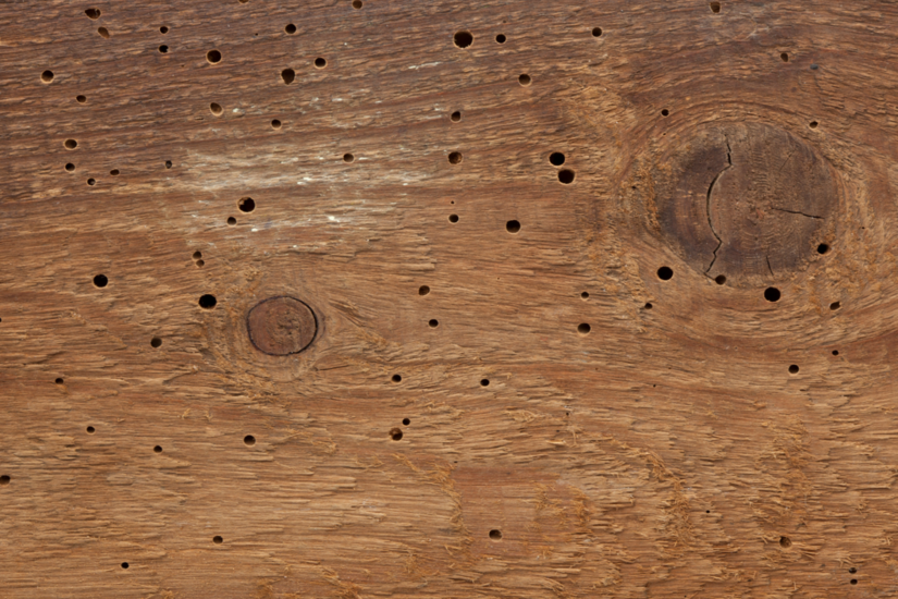 Woodworm Signs: How To Spot Active Timber Damage Before It Becomes ...